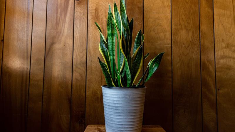 Top 10 Indoor Plants That Need Zero Sunlight